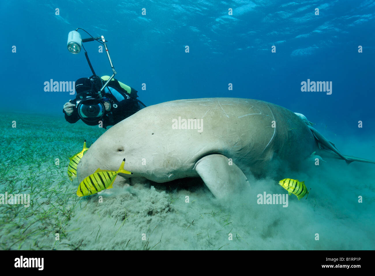 Dugong dugong dugon hi-res stock photography and images - Alamy