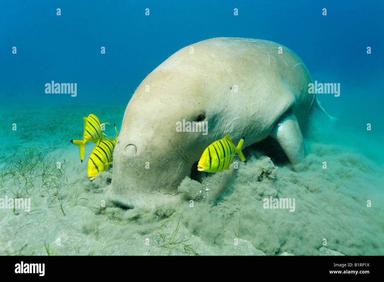 Dugongs hi-res stock photography and images - Alamy