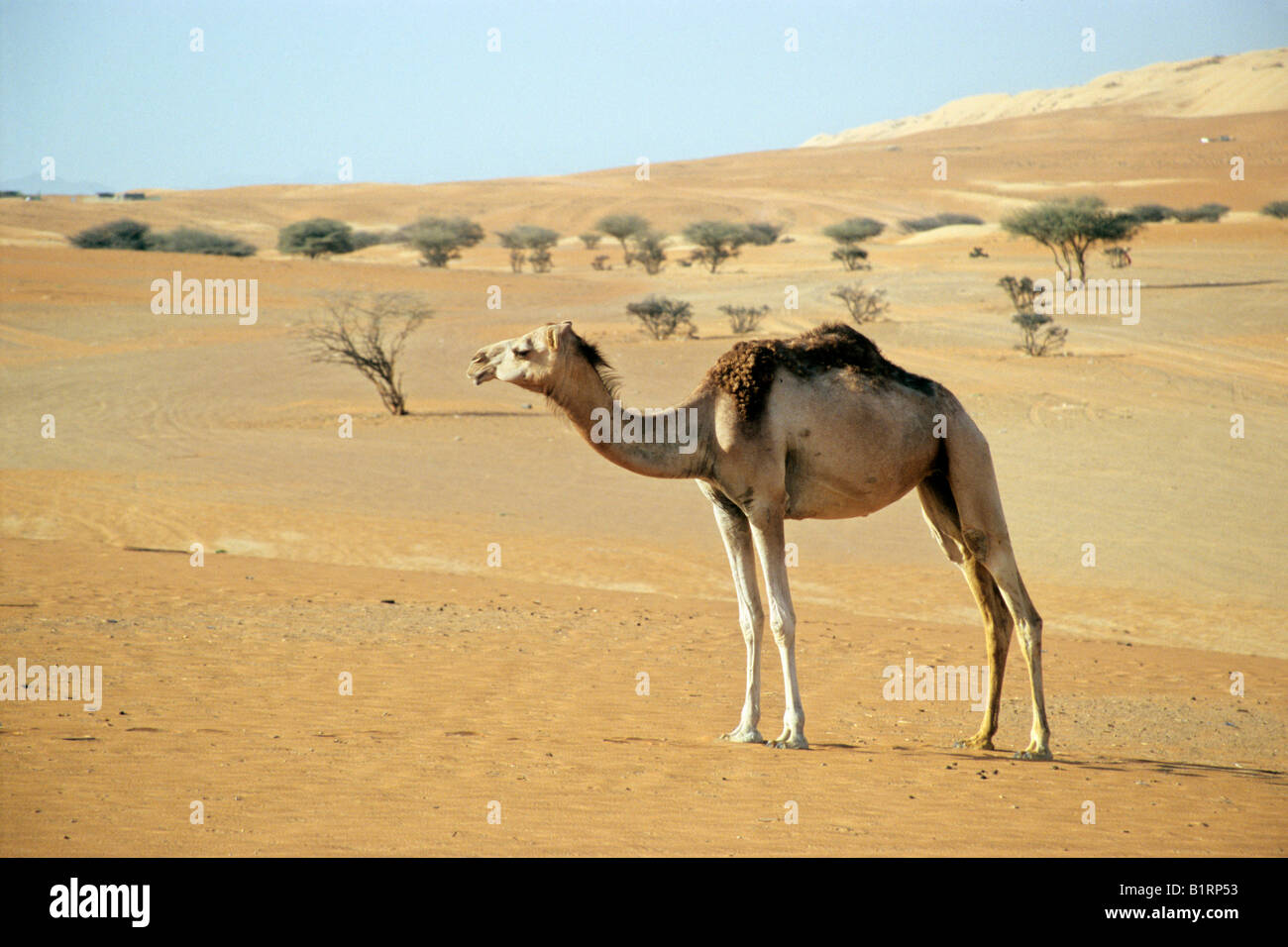Arabian Peninsula Desert