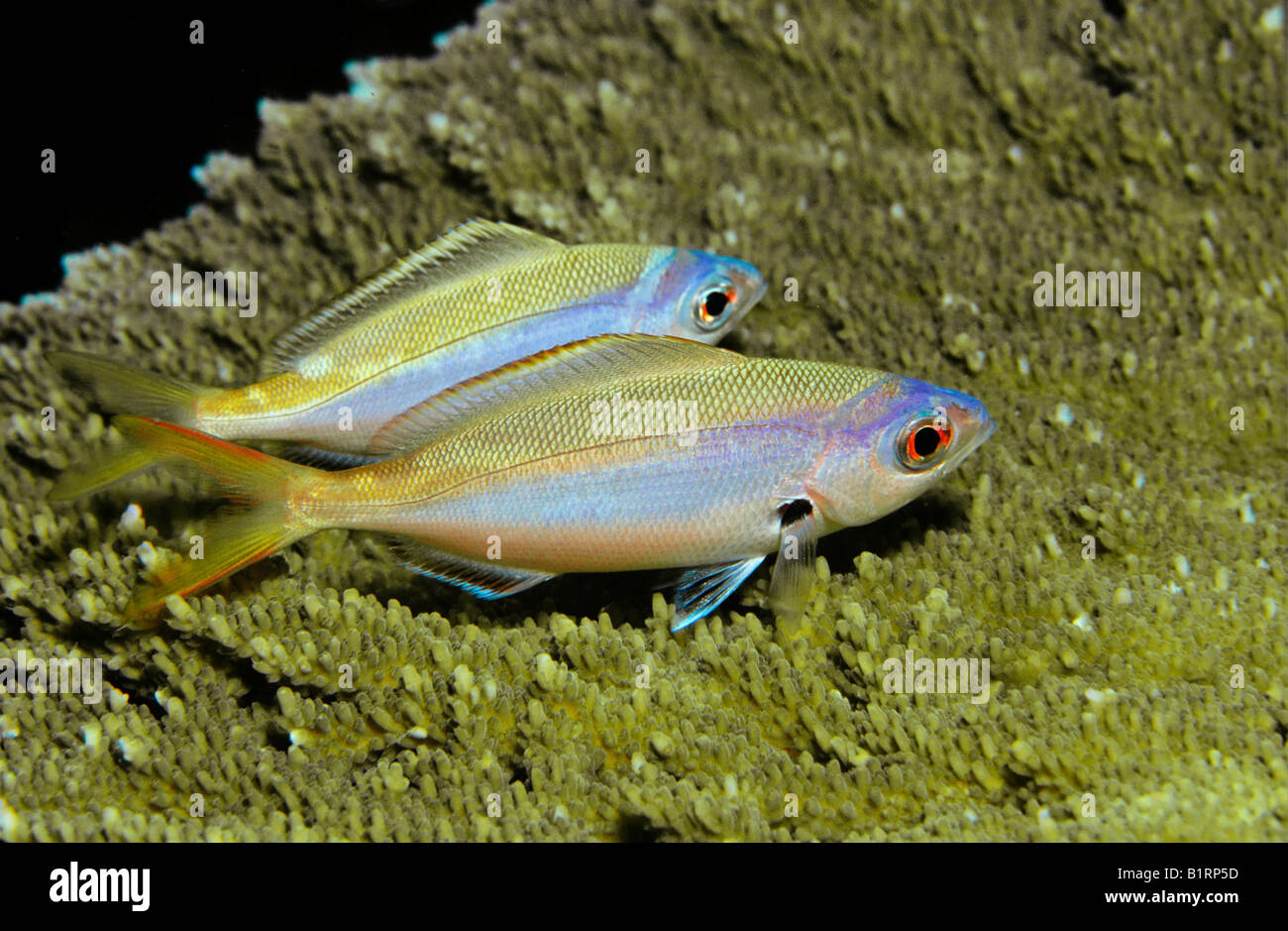 Yellow and Blueback Fusilier (Caesio teres) resting at night, Oman ...