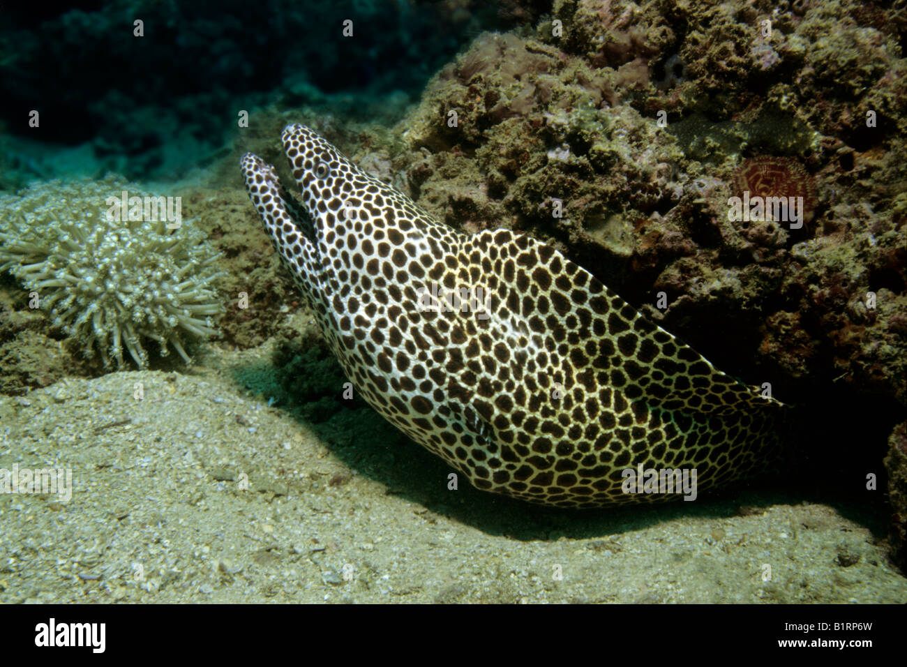 Honeycomb Moray or Laced Moray (Gymnothorax favagineus) looking out of ...