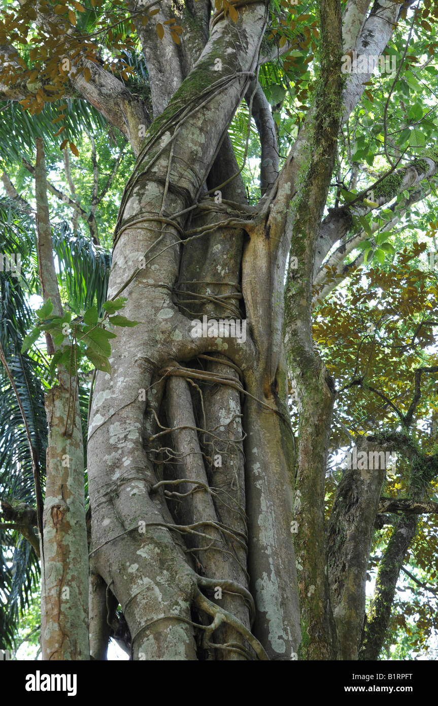 Tree wrapped around another tree, Quirigua, Guatemala, Central America ...