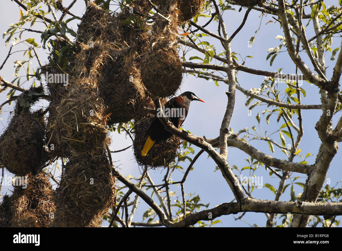 Guatemala wildtiere hi-res stock photography and images - Alamy