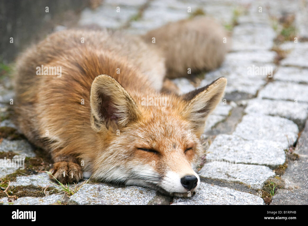Red Fox Die Of