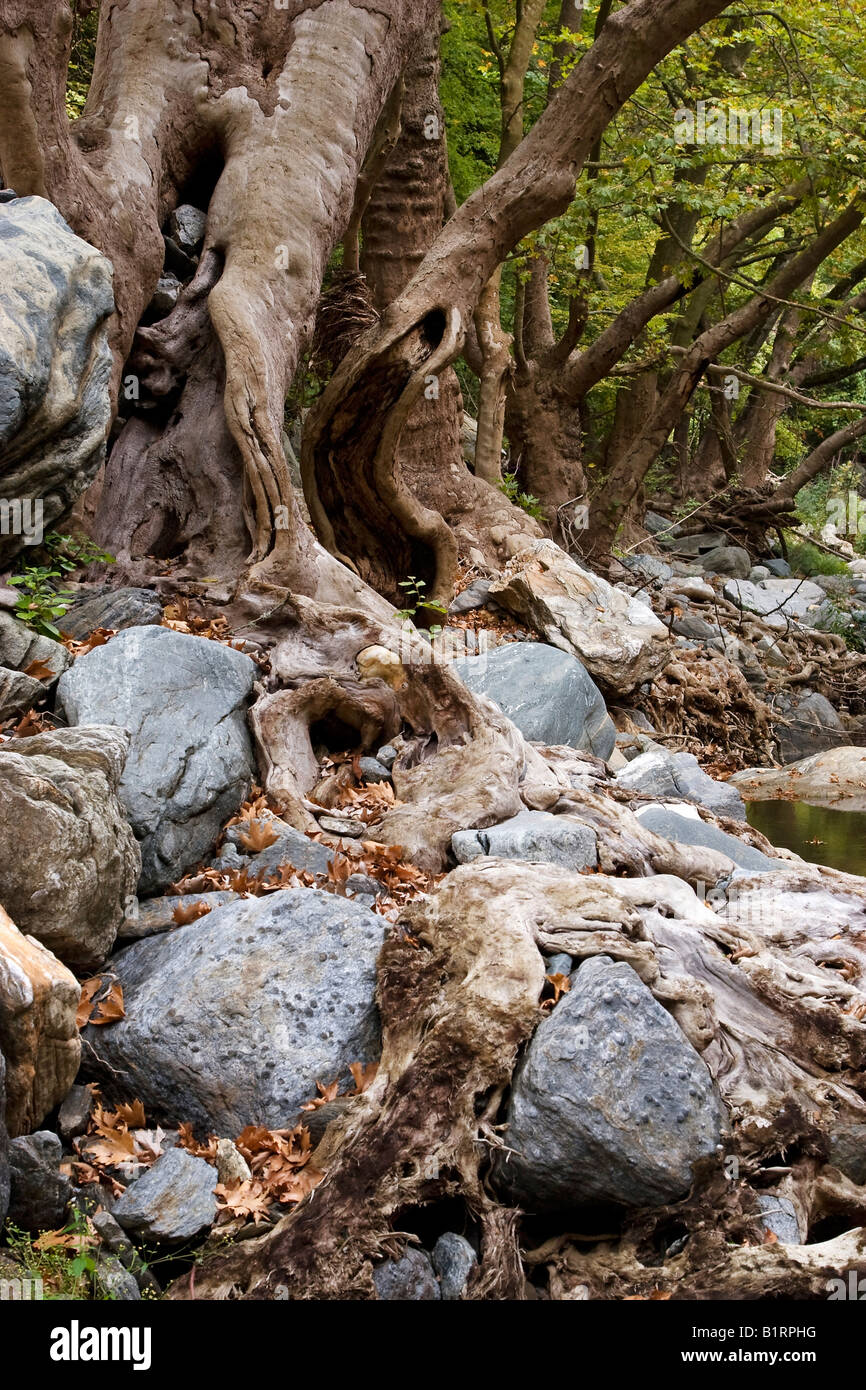 Platanus root hi-res stock photography and images - Alamy