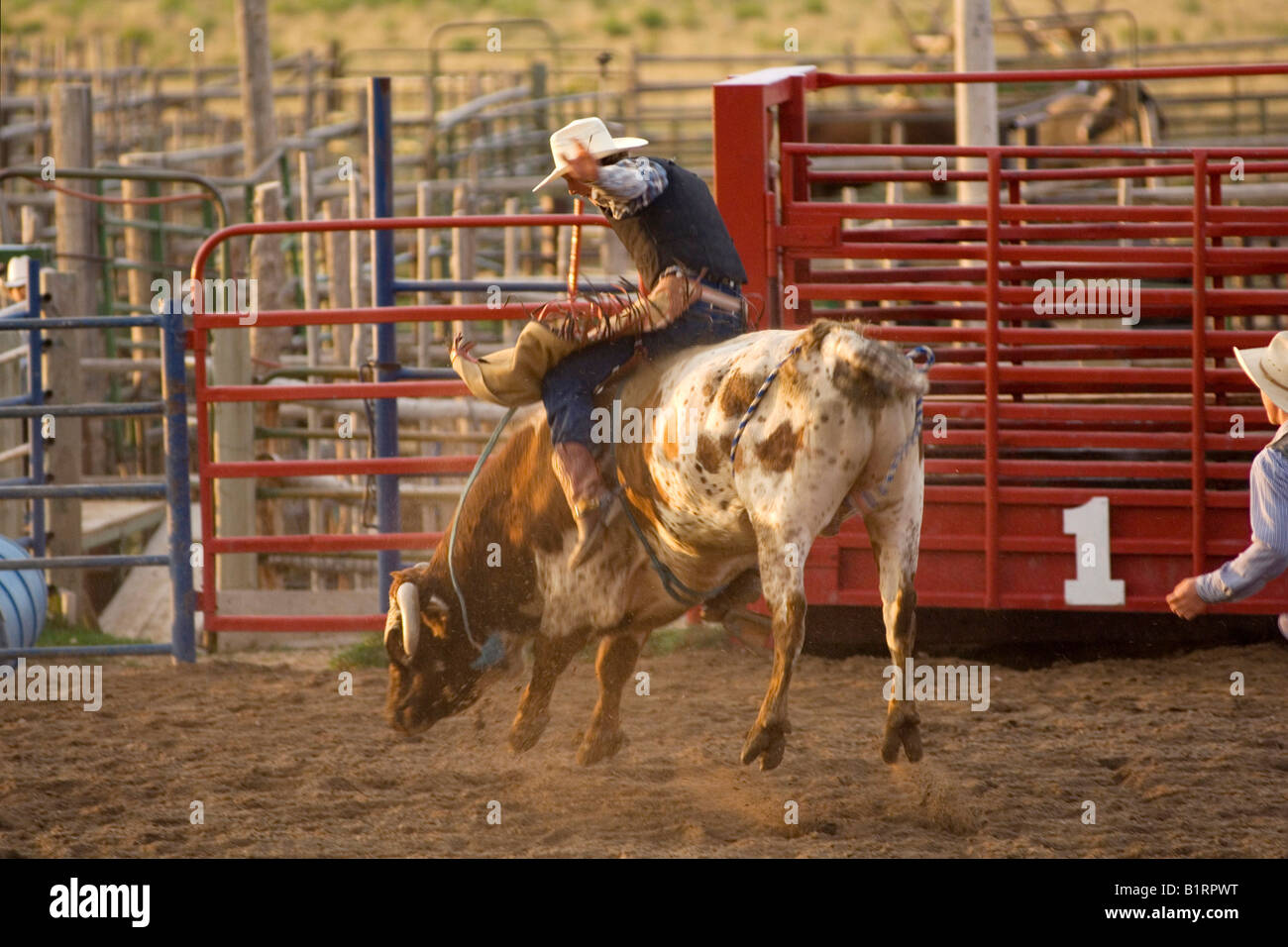 Bull riding in a rodeo, Utah, USA, North America Stock Photo - Alamy