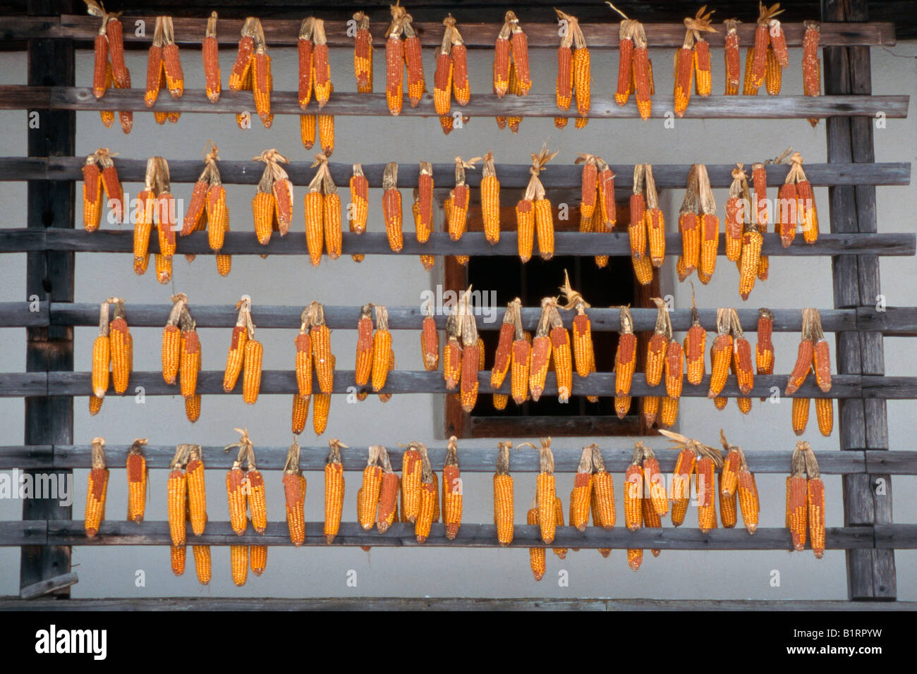 Dried corn ears, Kramsach, Tyrol, Austria, Europe Stock Photo - Alamy