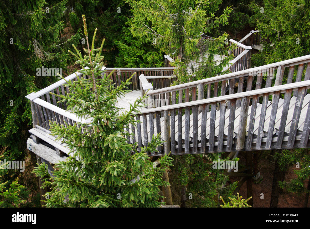 Longest treetop path of the world, Kopfing, Upper Austria, Europe Stock ...