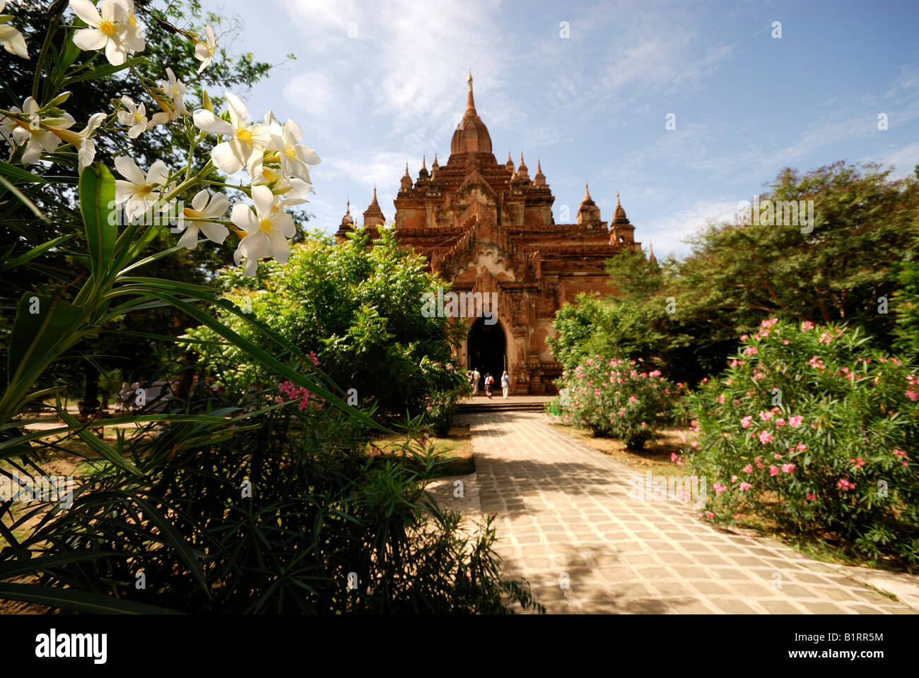 Pagoda hidden behind temple flowers, Bagan, Burma, Myanmar, Southeast ...
