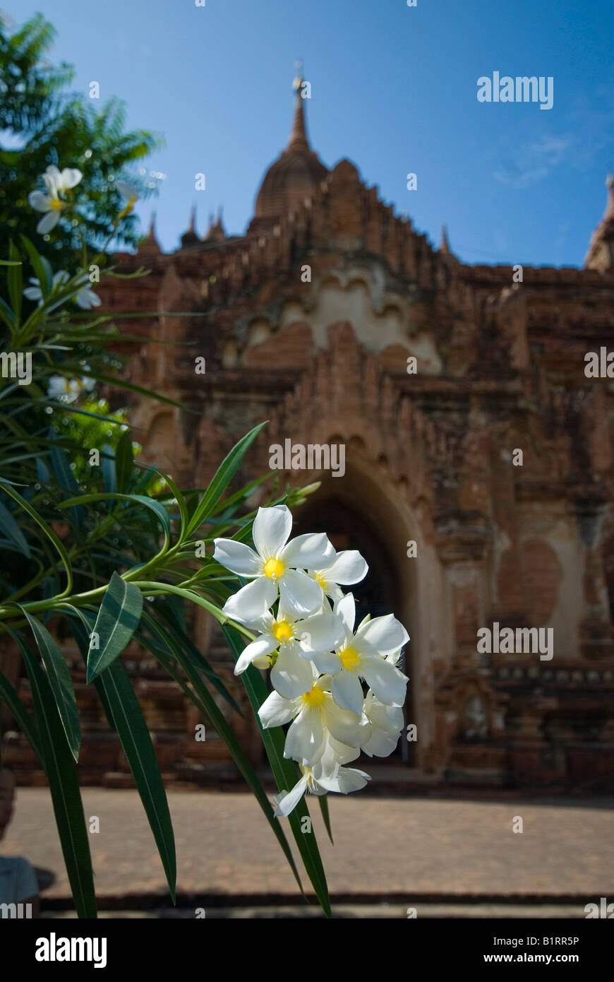 White Blooms of the Frangipani (Plumeria) temple flowers in front of ...