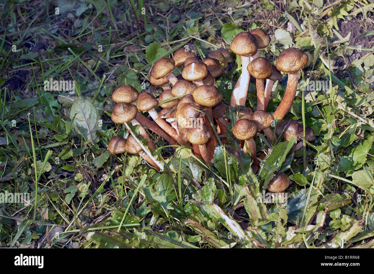 Armillaria Honey Mushrooms Stock Photo - Alamy