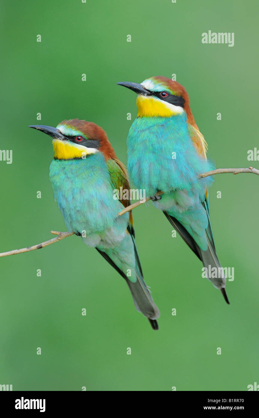 European Bee-eaters (Merops apiaster), male and female on their perch ...