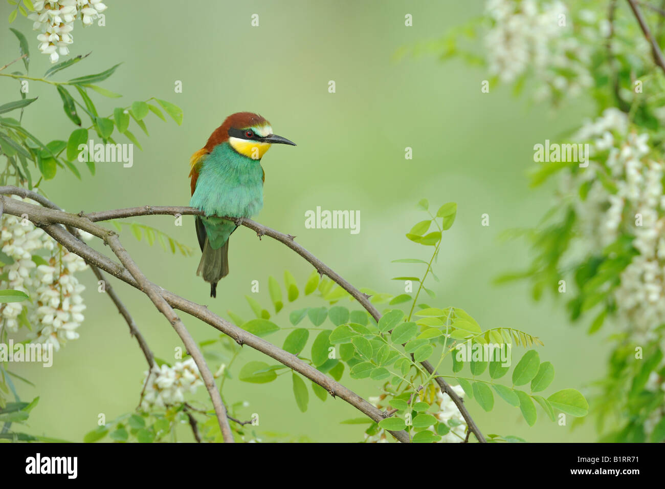 Merops apiaster and flower hi-res stock photography and images - Alamy