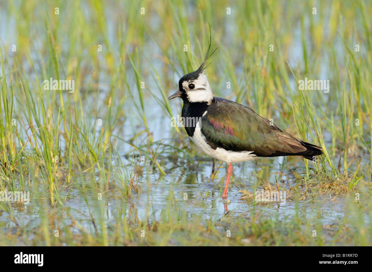 Vogel vanellus hi-res stock photography and images - Alamy