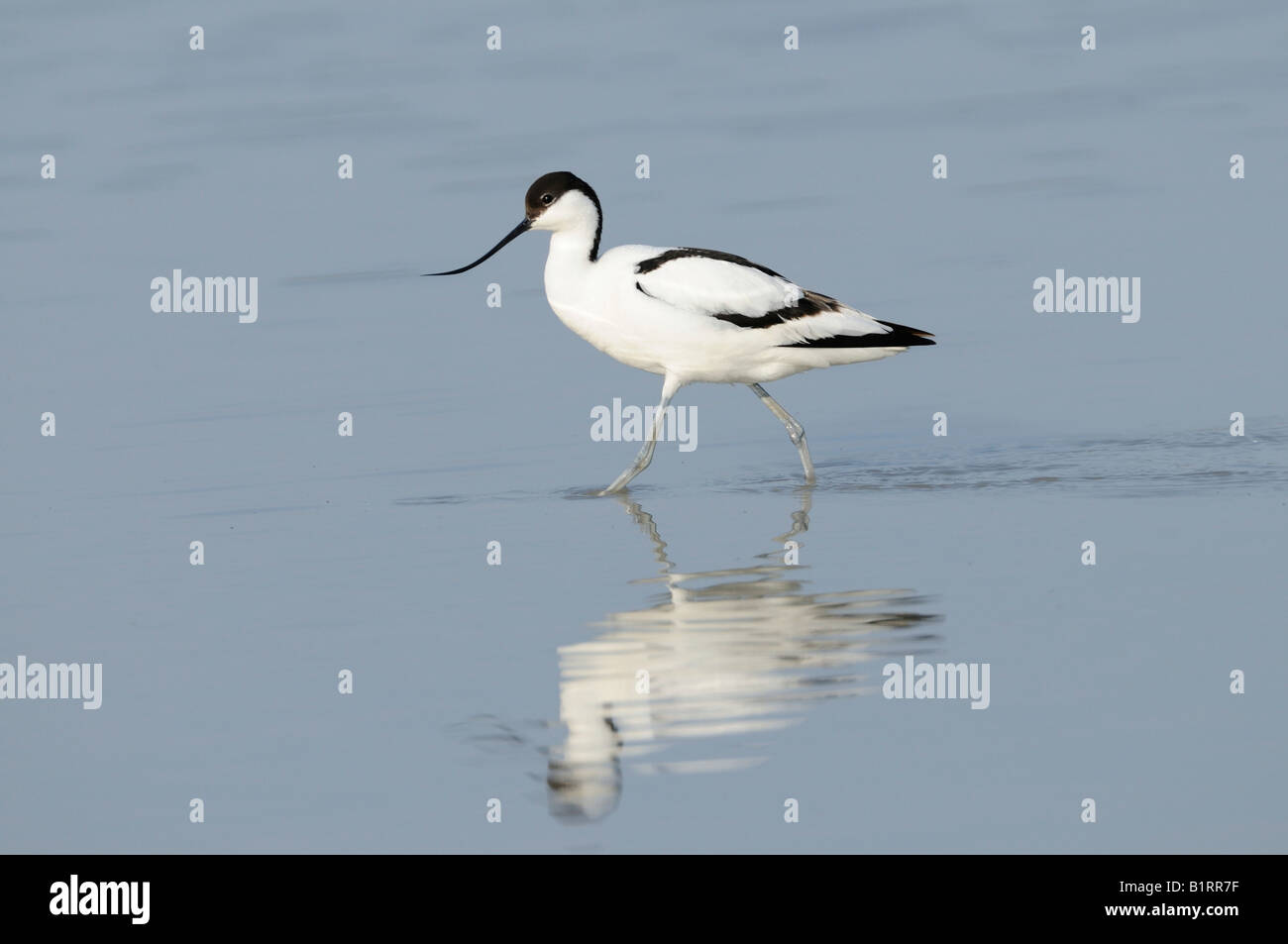 Recurvirostra avosetta hi-res stock photography and images - Alamy