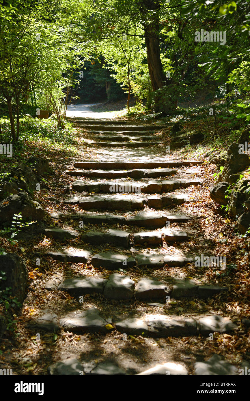 Forest path with steps Stock Photo - Alamy