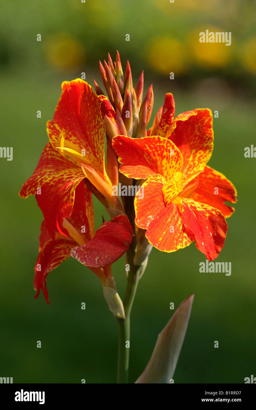 Tage indica hi-res stock photography and images - Alamy