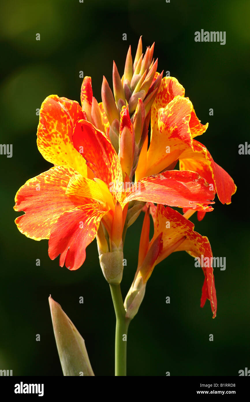 Tage indica hi-res stock photography and images - Alamy