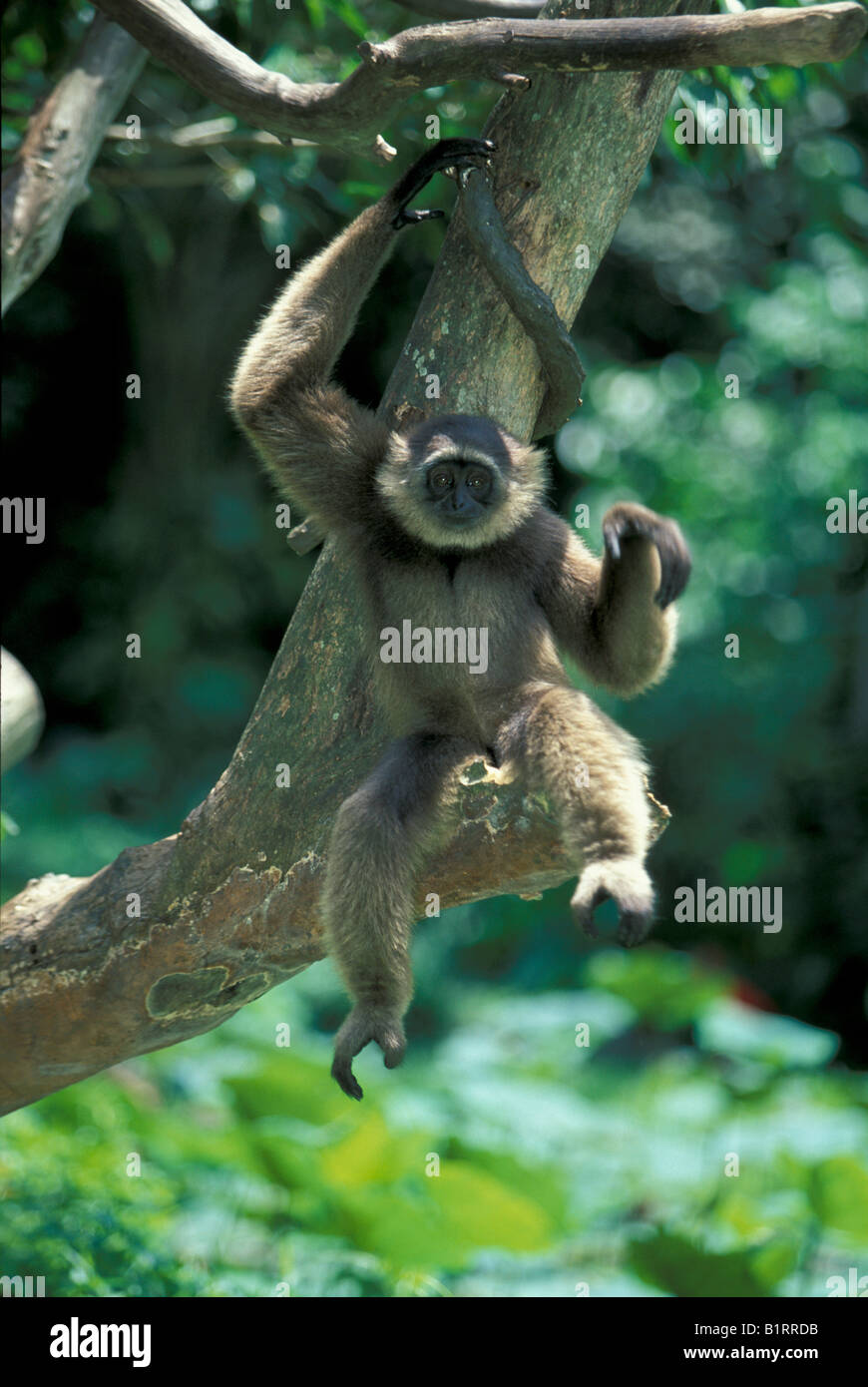 Gray Gibbon Muellers Gibbon Bornean High Resolution Stock Photography ...