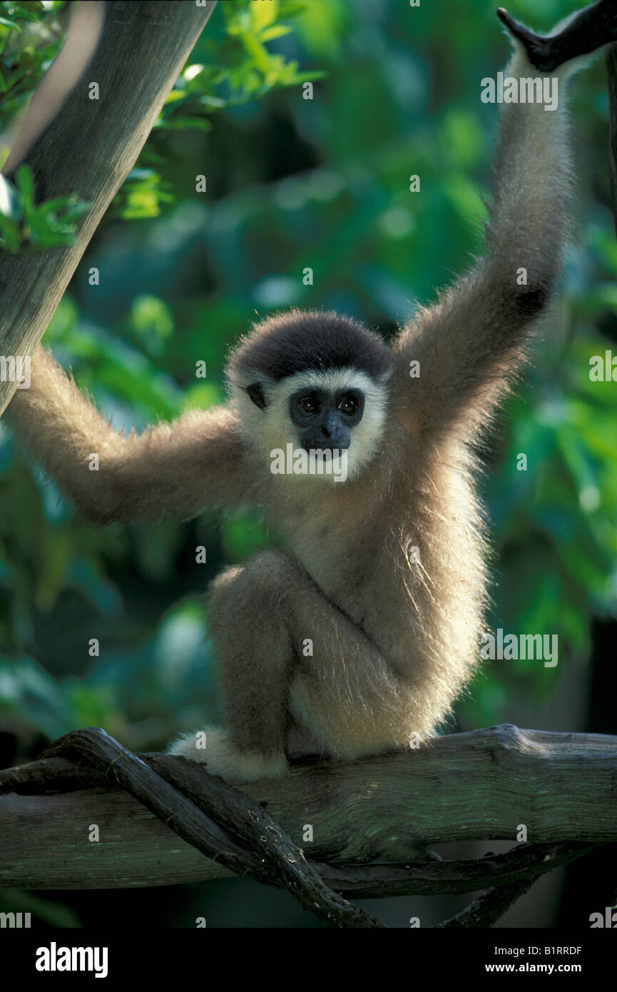 Gray gibbon muellers gibbon bornean hi-res stock photography and images ...