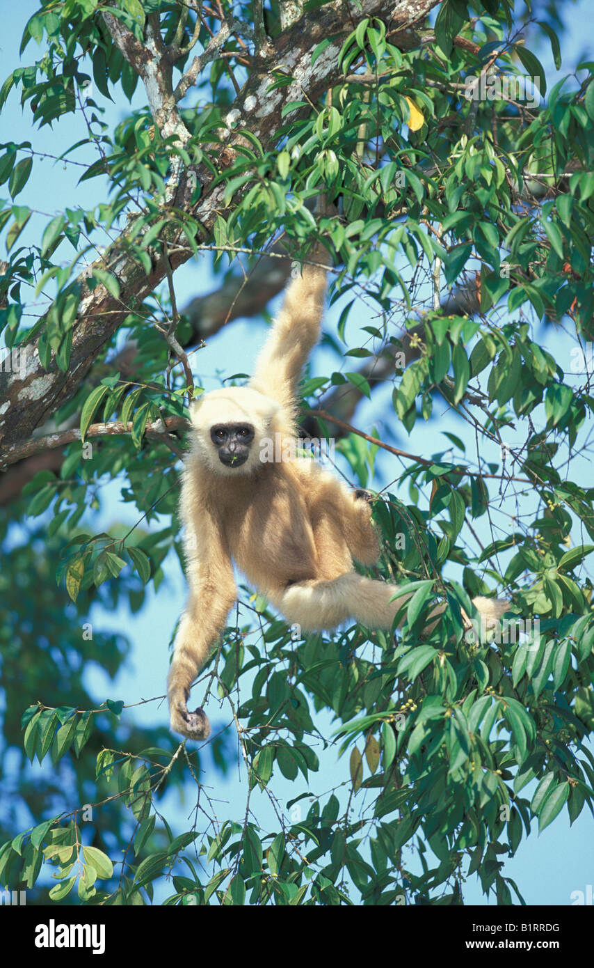 Gray gibbon muellers gibbon bornean hi-res stock photography and images ...