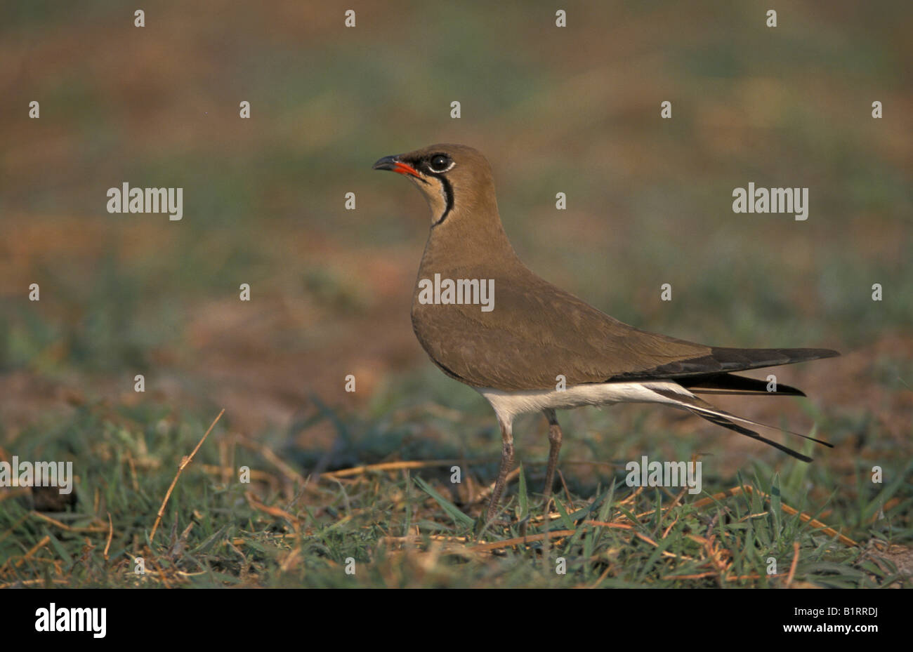 Collared pratincole glareola pratincola botswana hi-res stock ...