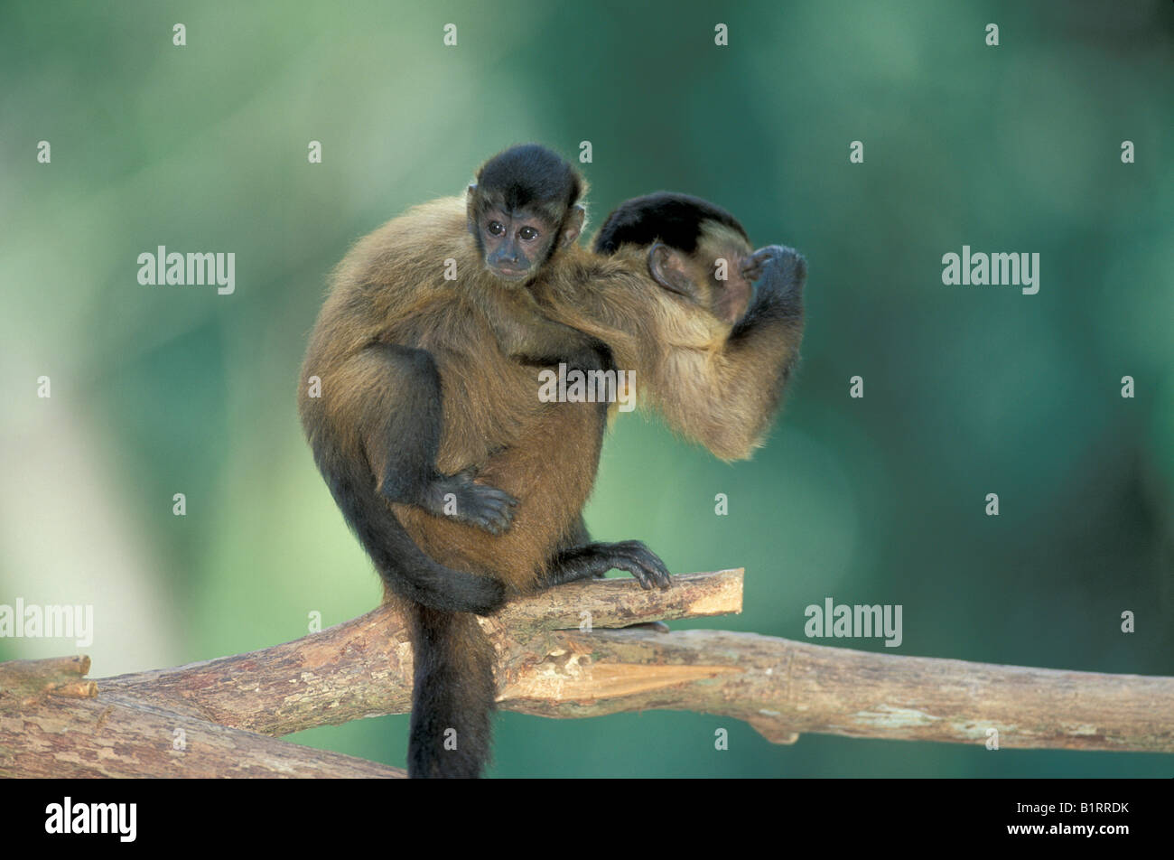 Back capped capuchin hi-res stock photography and images - Alamy