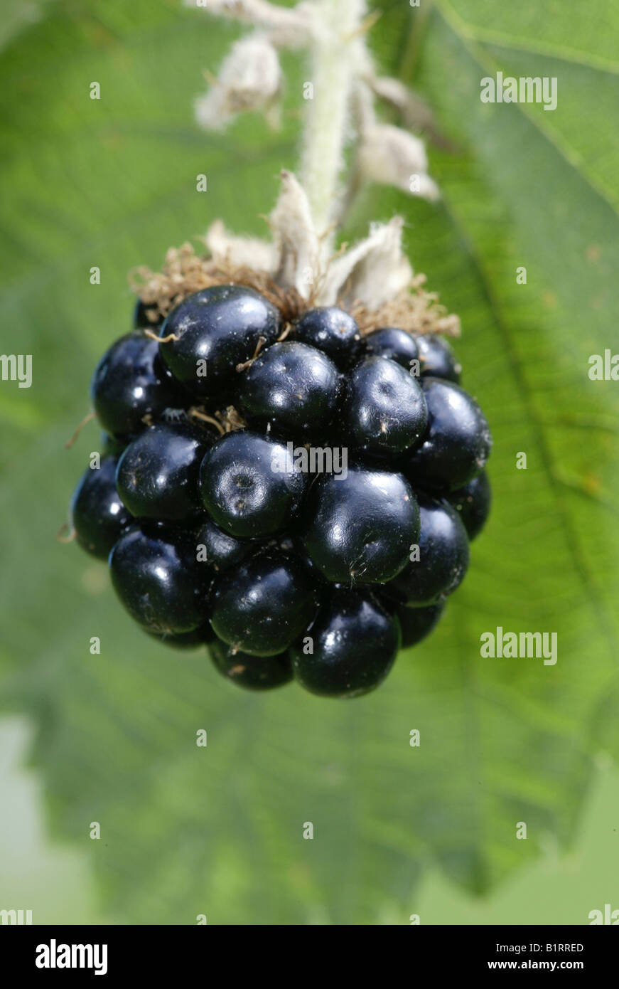Blackberry (Rubus fruticosus), fruit, Heddesheim, Germany Stock Photo ...
