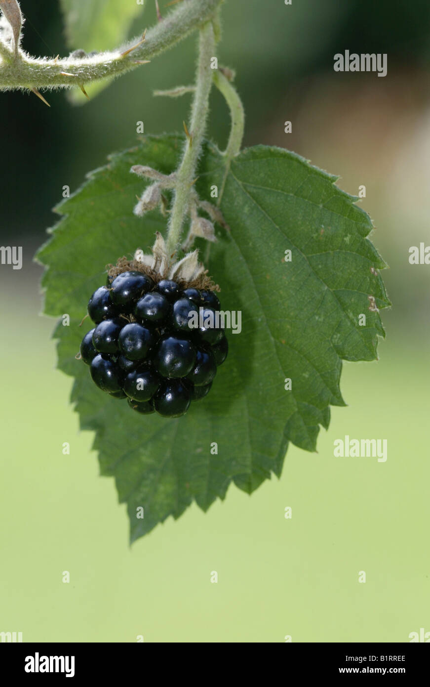 Rubus fruticosus hi-res stock photography and images - Alamy