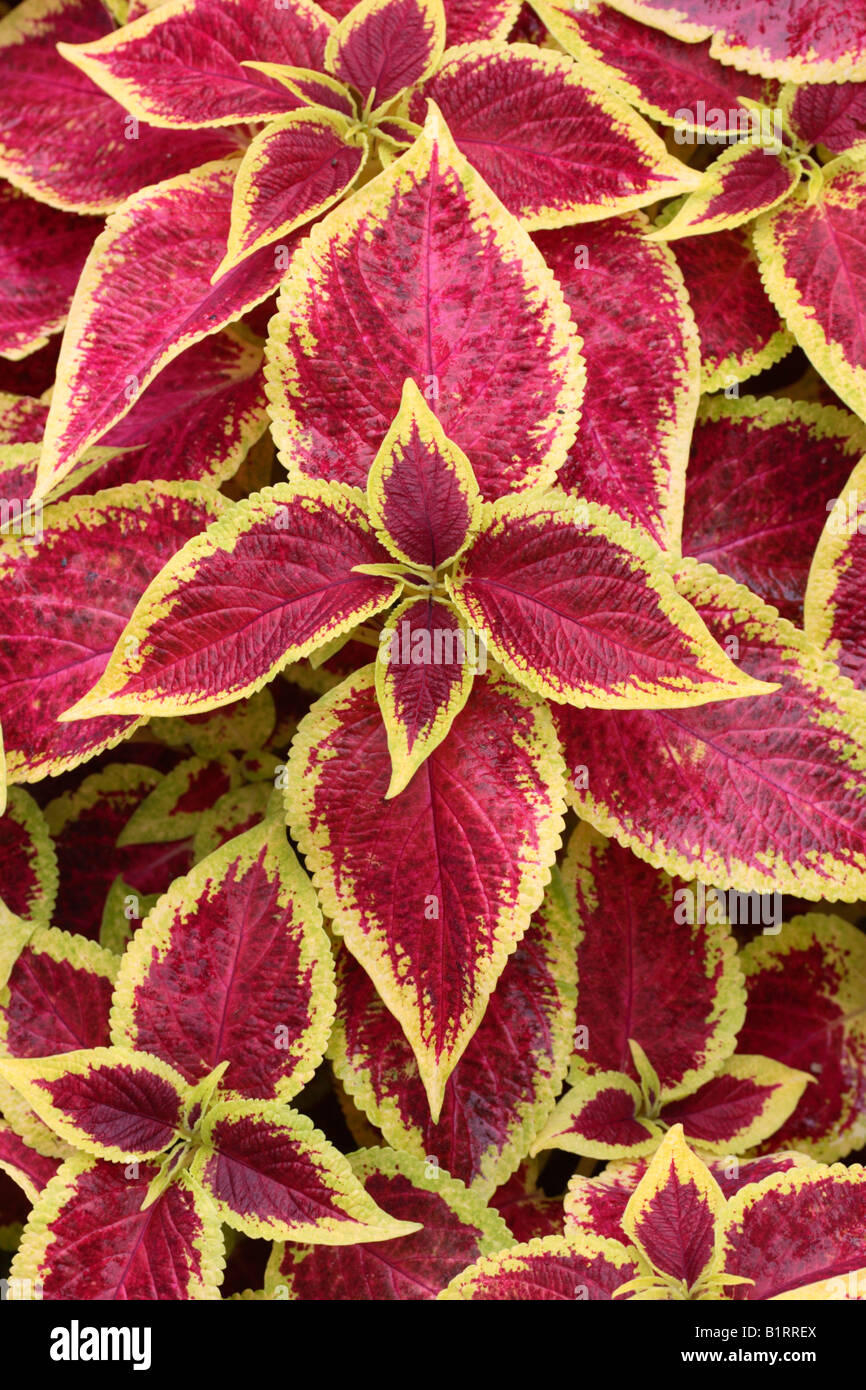 Coleus (Coleus blumei) leaves Stock Photo - Alamy
