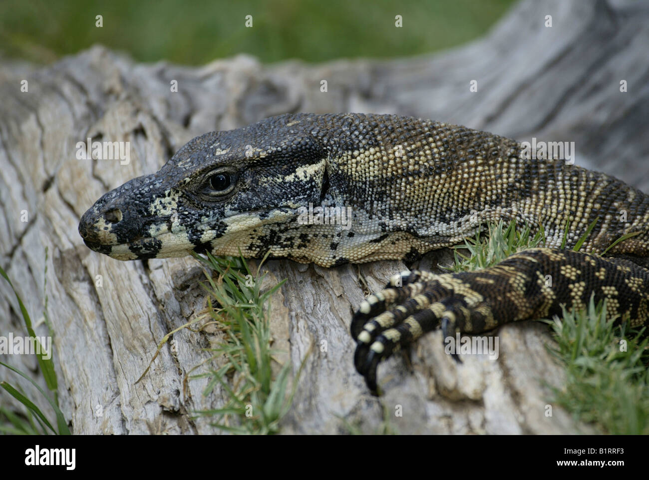 Lace Monitor Lizard or Lace Goanna (Varanus varius), Australia Stock ...