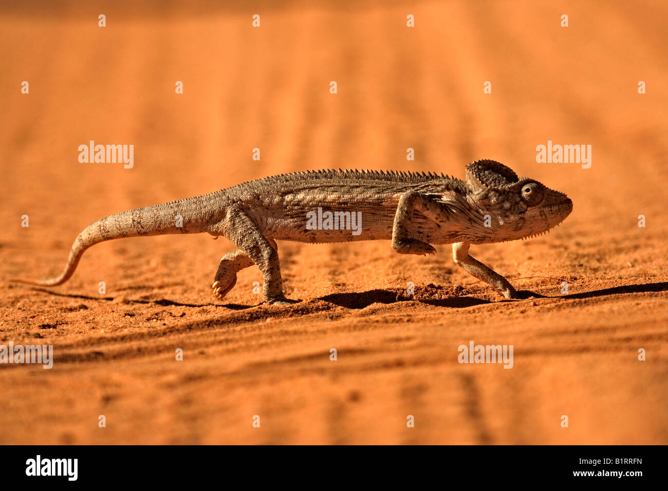Spiny or Warty Giant Chameleon (Furcifer verrucosus), adult female ...