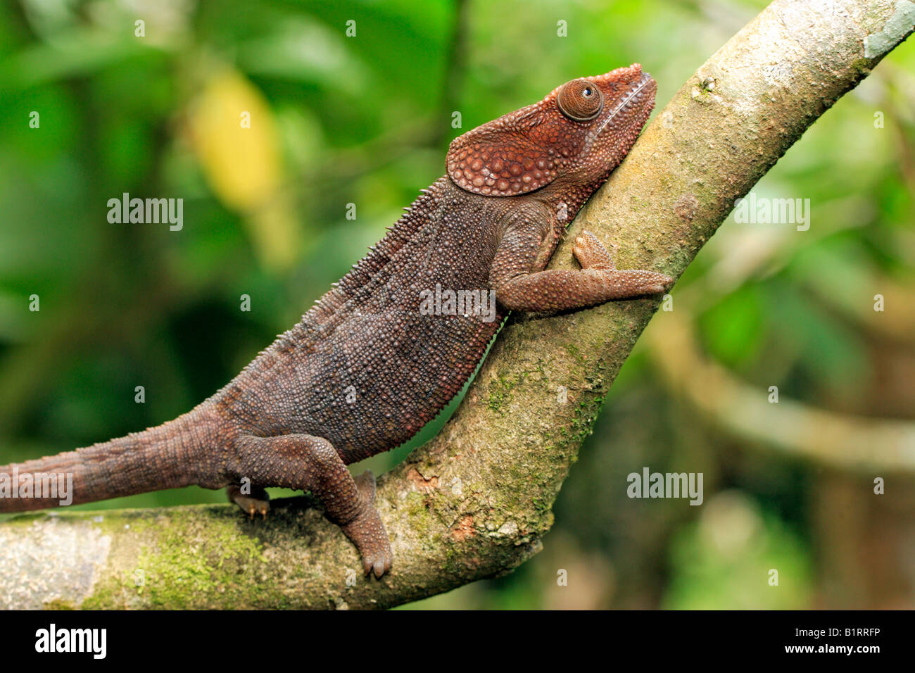 Elephant eared chameleons hi-res stock photography and images - Alamy