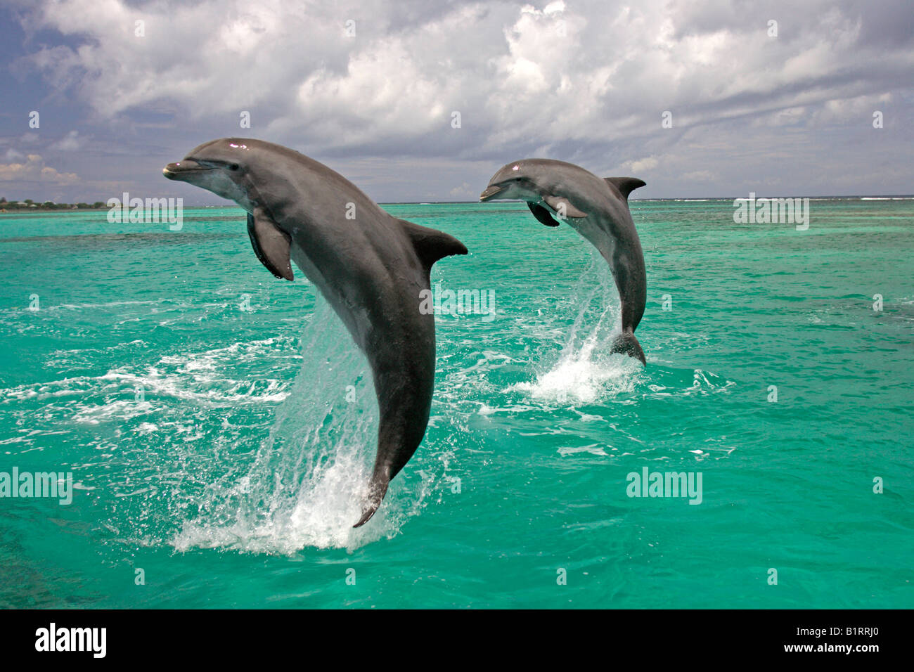 Common Bottlenose Dolphin (Tursiops truncatus), pair, adult, jumping out of the water, Caribbean ...