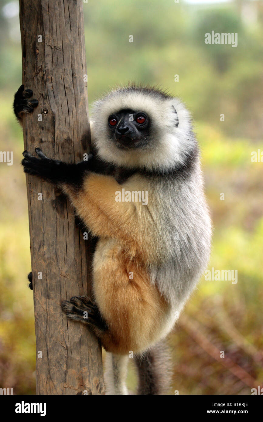 Diademed Sifaka (Propithecus diadema), adult in a tree, Perinet ...