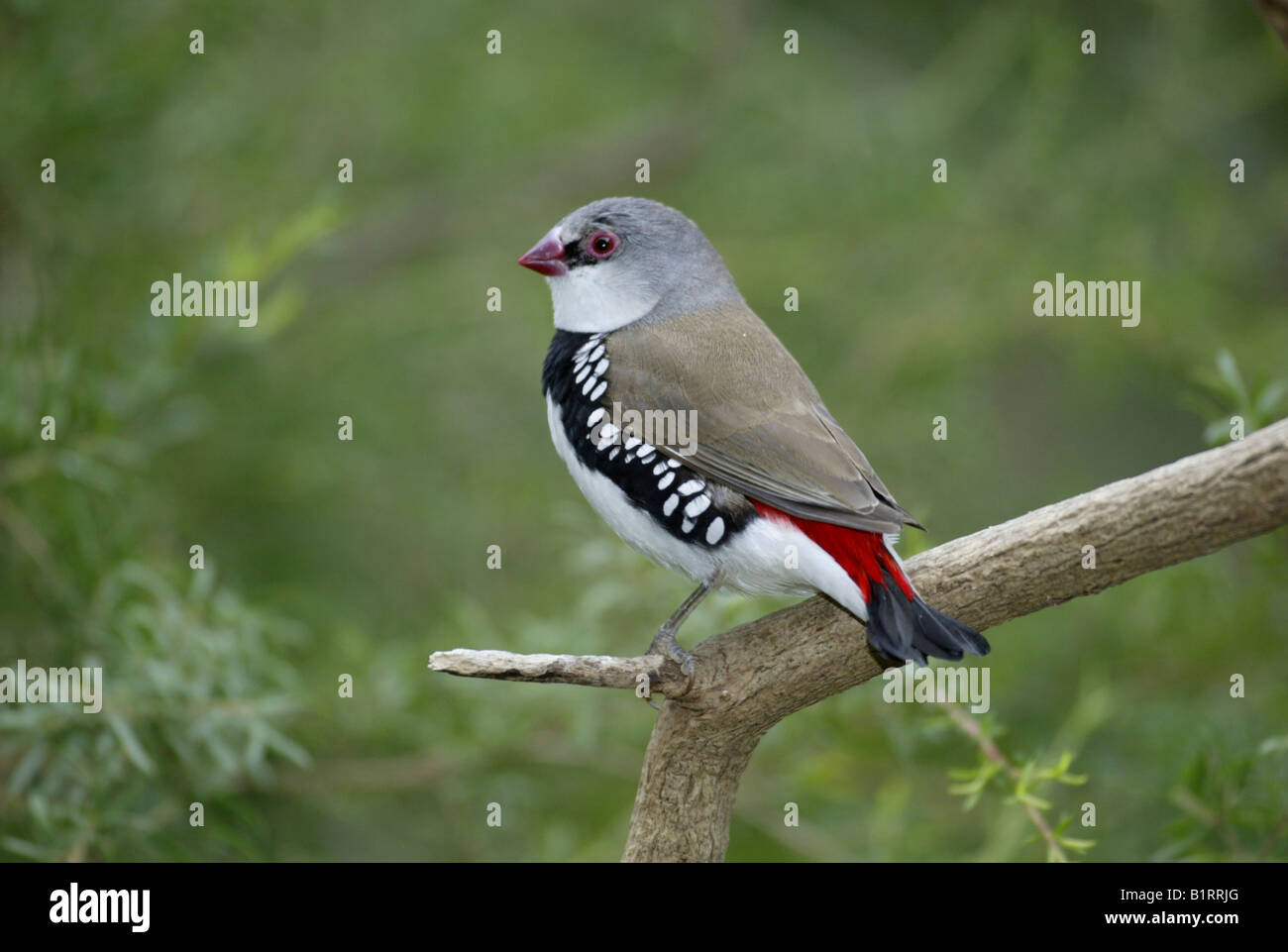 Diamond Firetail (Stagonopleura guttata), finch species, adult Stock ...