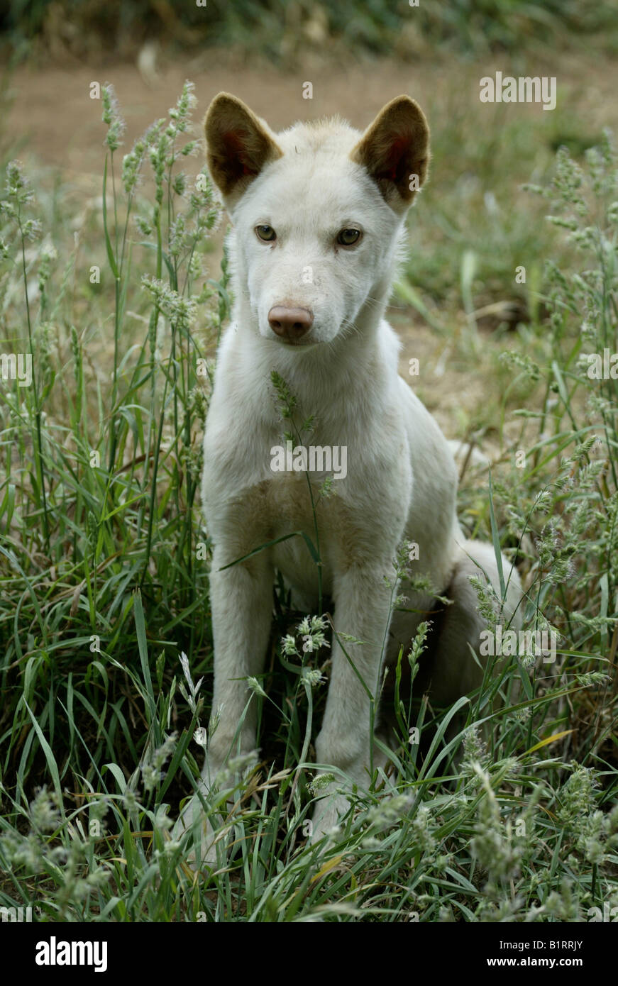 Dingo (Canis lupus dingo), young, pup, Australia Stock Photo - Alamy