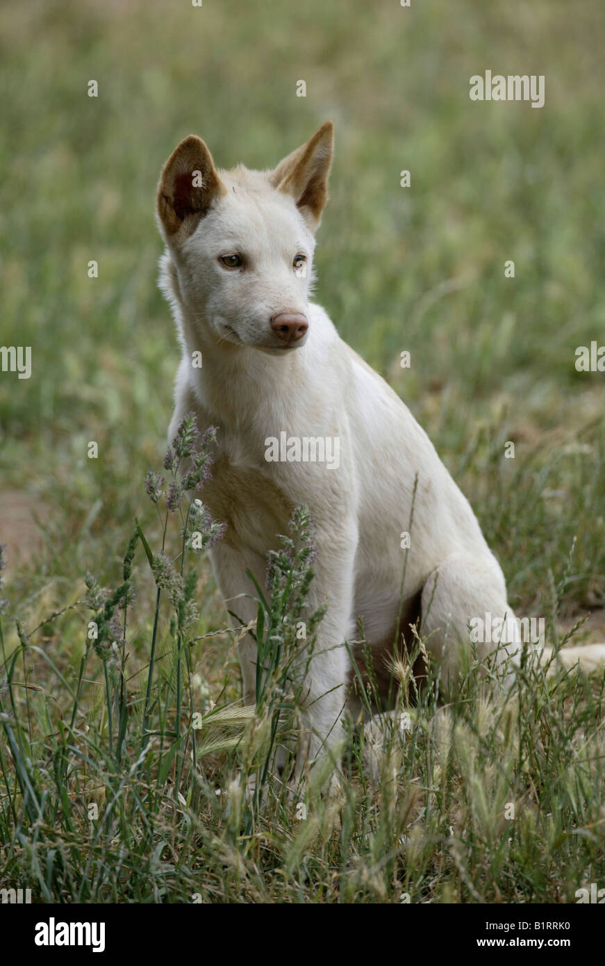 Riddick Dingo Dog Puppy