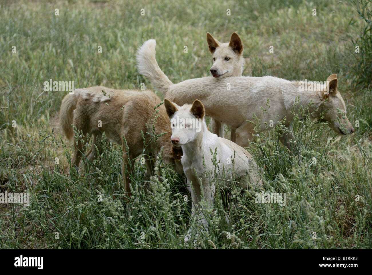 Dingo (Canis lupus dingo), adult with young, pups, Australia Stock ...