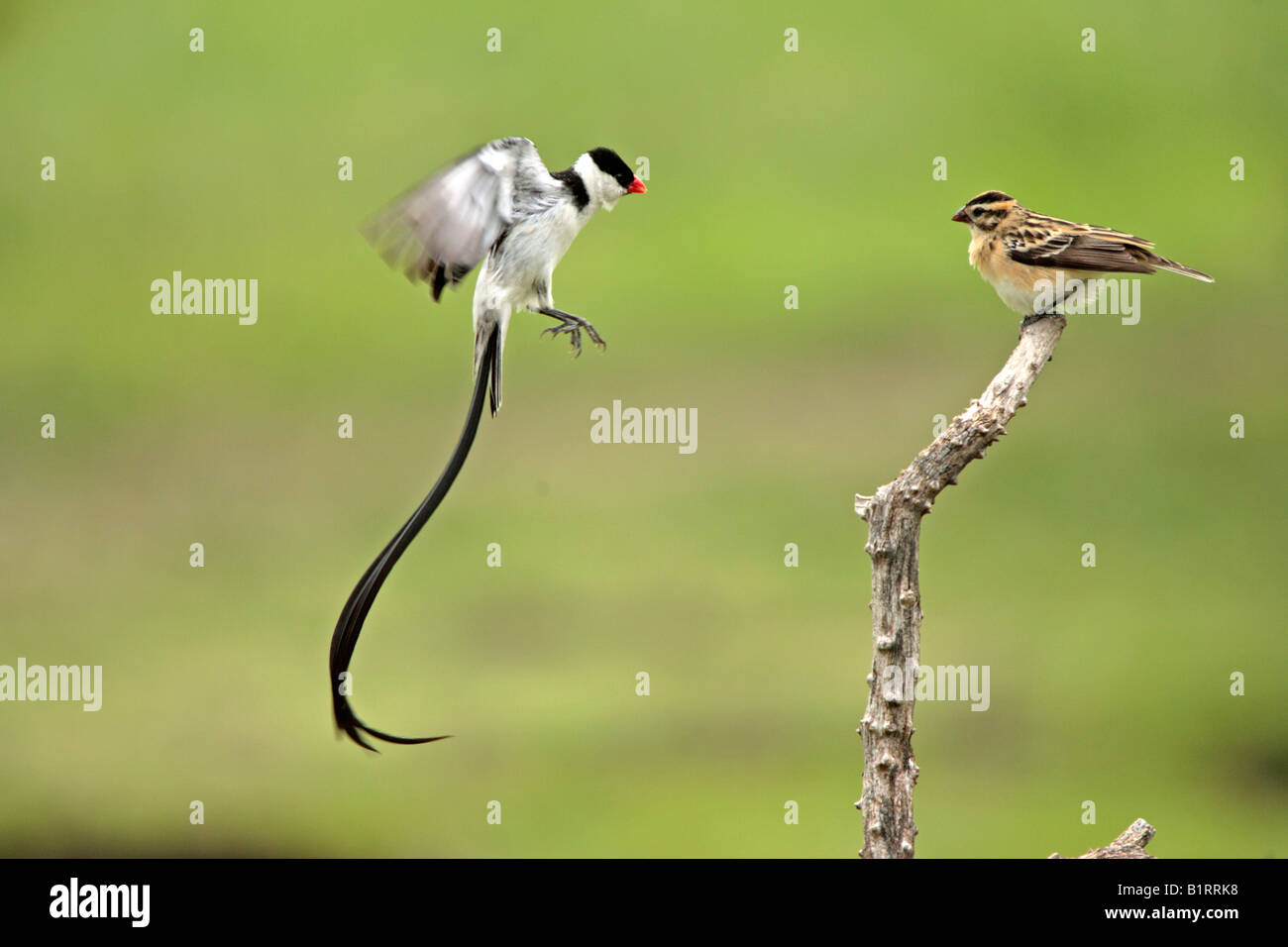 Pin-tailed Whydah (Vidua macroura), pair, adult, male courting display ...