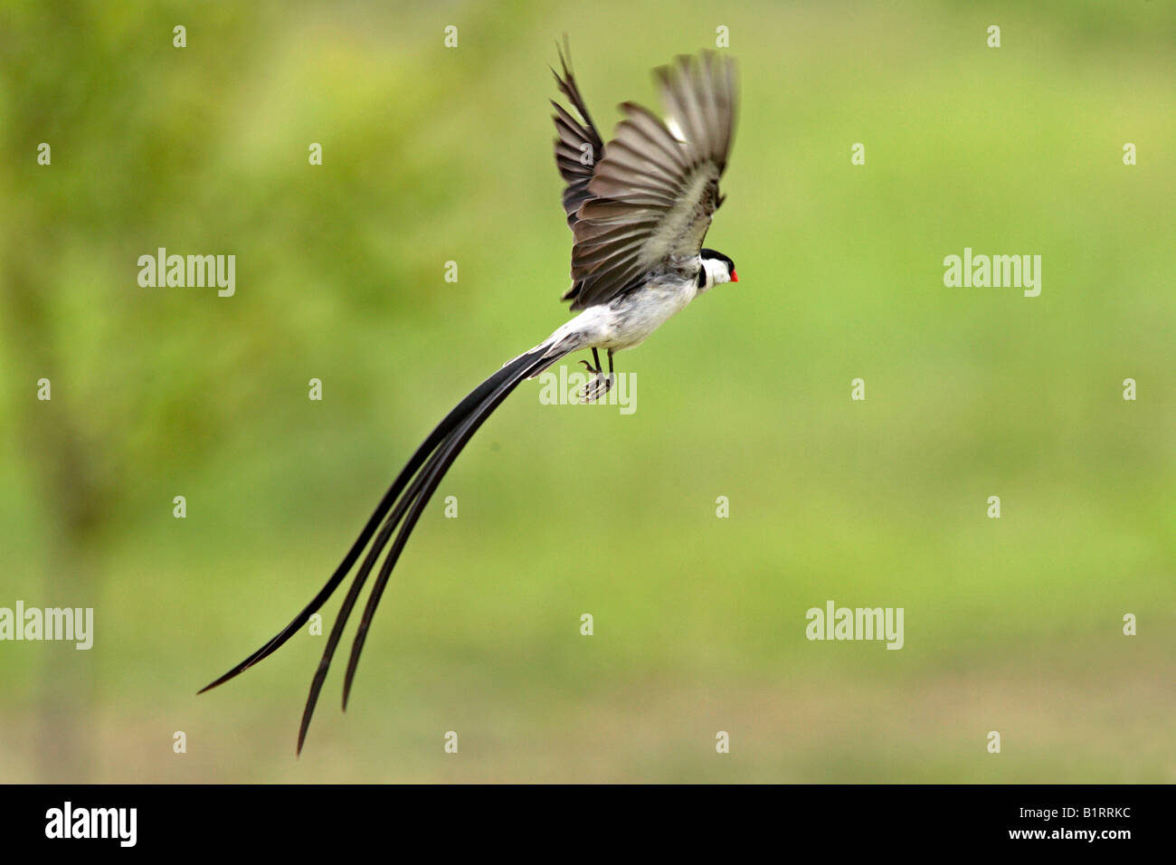 Pin-tailed Whydah (Vidua macroura), adult, male courting display, Sabie ...