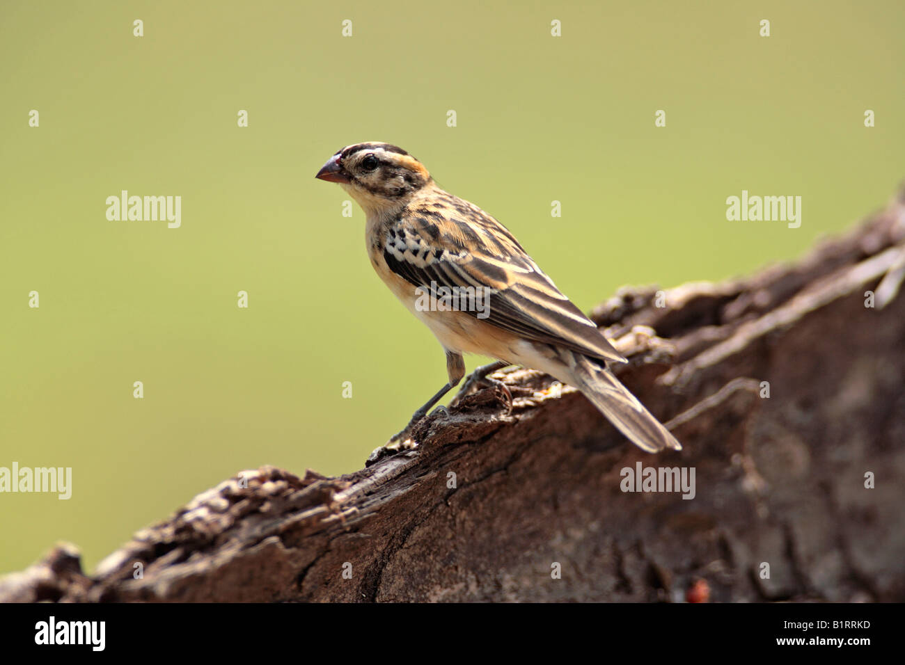 Pin-tailed Whydah (Vidua macroura), female, Sabie Sand Game Reserve ...