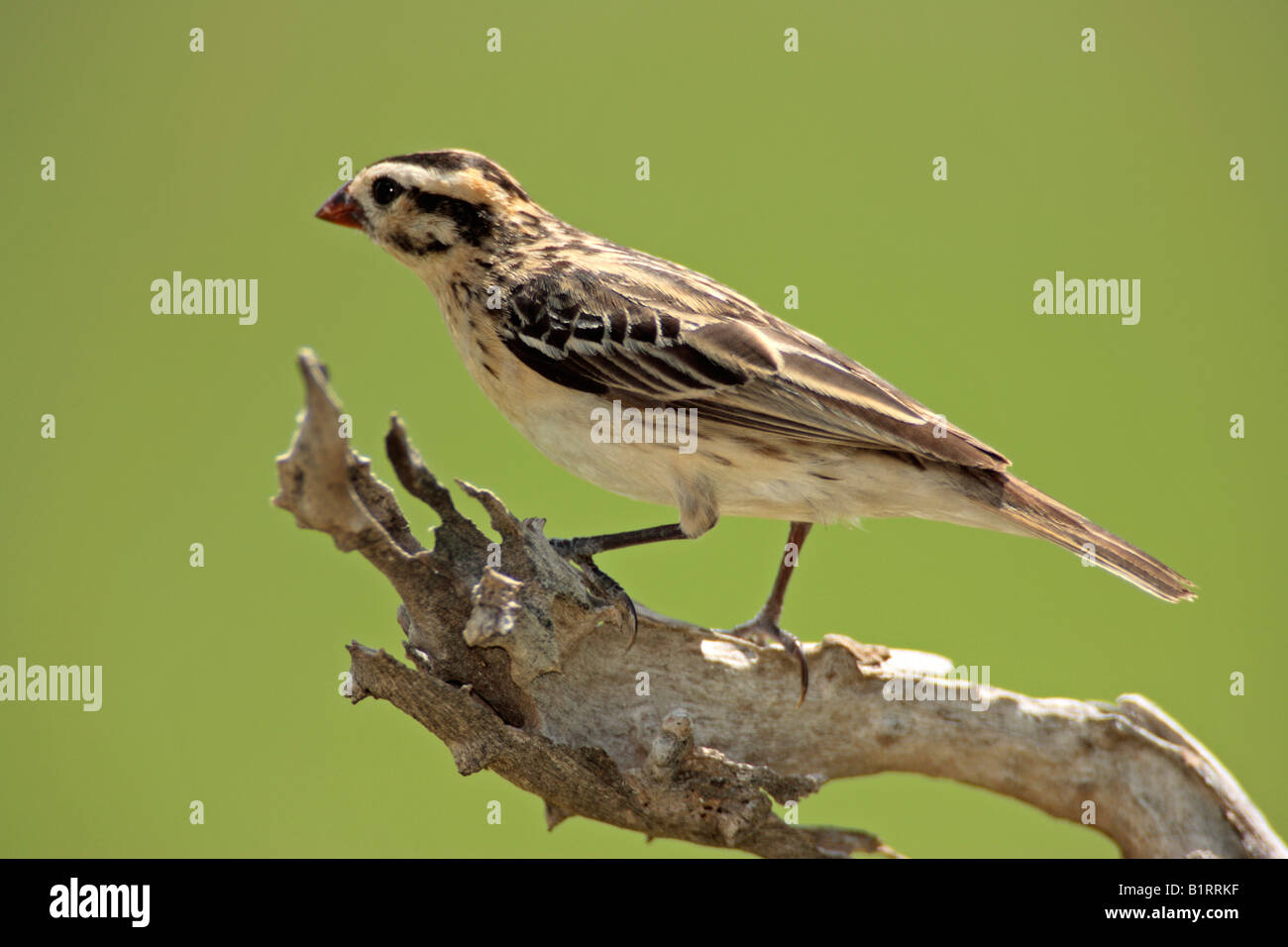 Pin-tailed Whydah (Vidua macroura), female, Sabie Sand Game Reserve ...