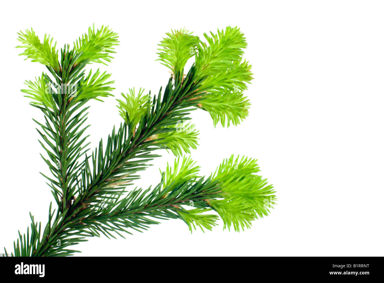 Branch needles Cut Out Stock Images & Pictures - Alamy