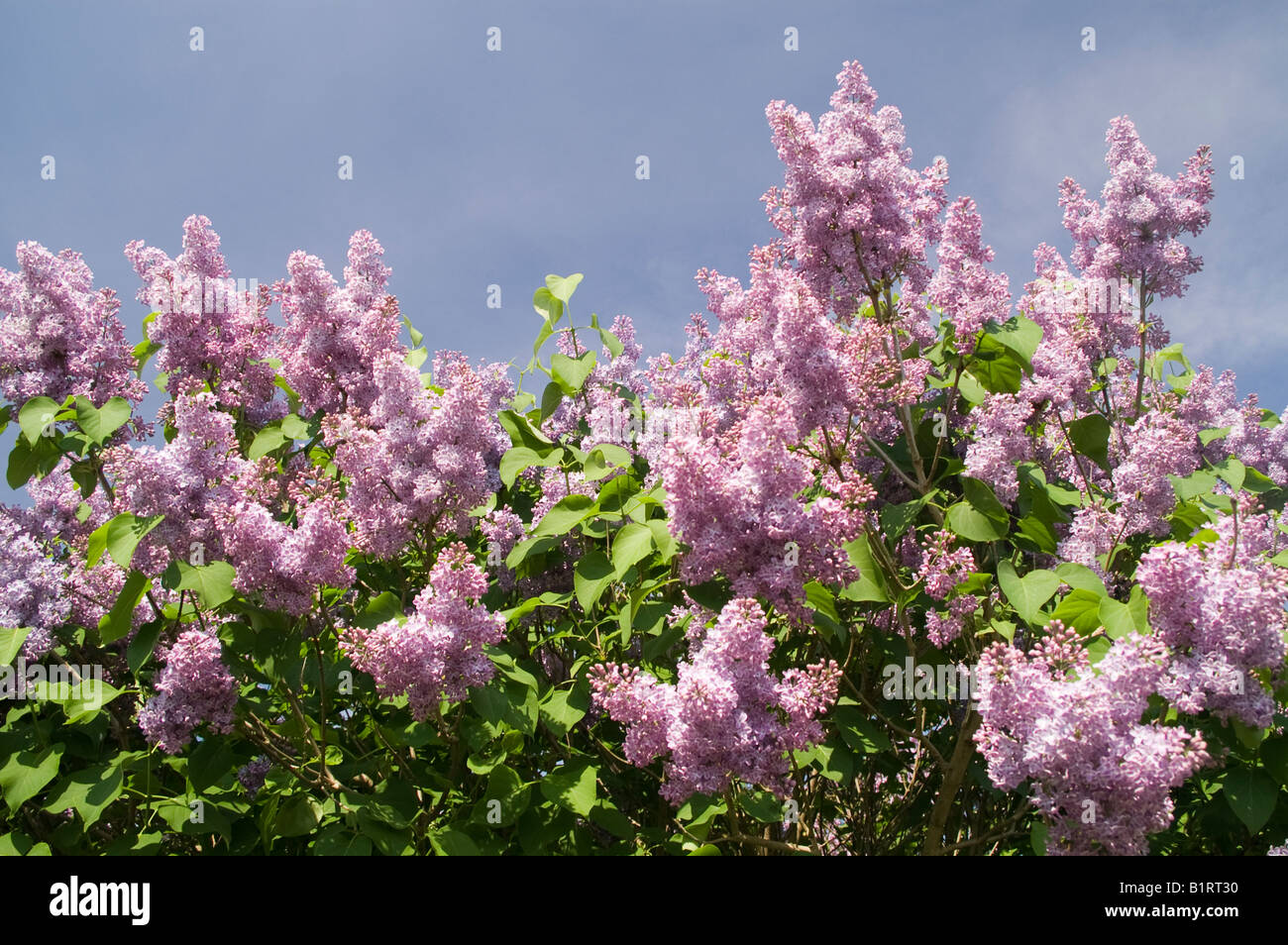 Syringa / Lilac flower Stock Photo - Alamy