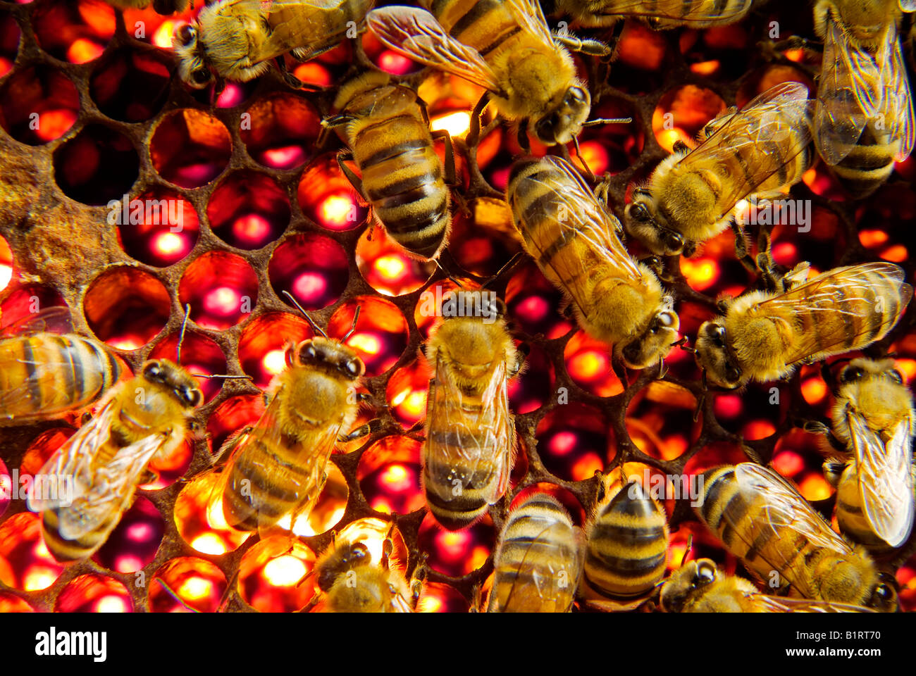 Bees inside a beehive Stock Photo - Alamy