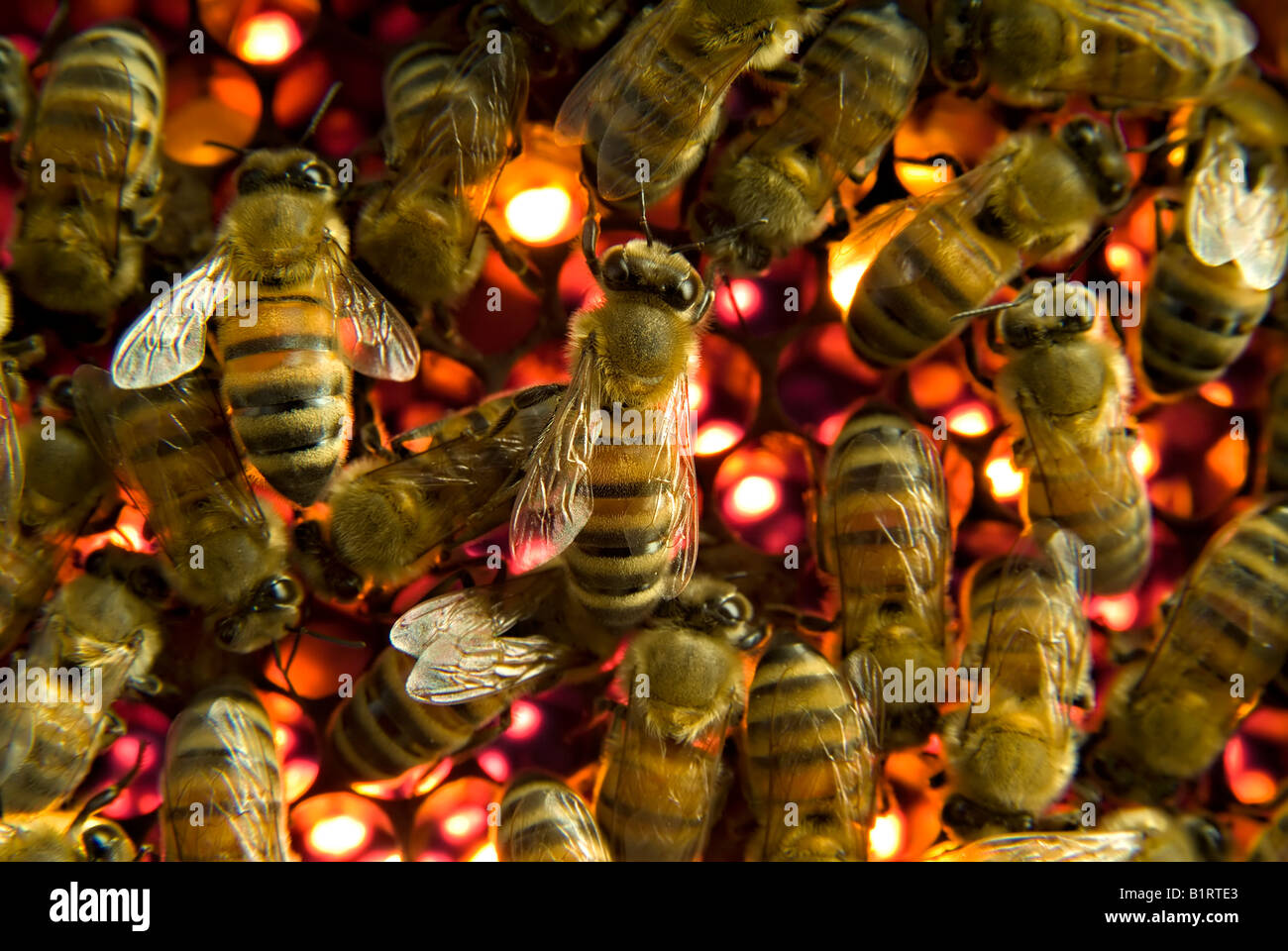 Bees inside a beehive Stock Photo - Alamy