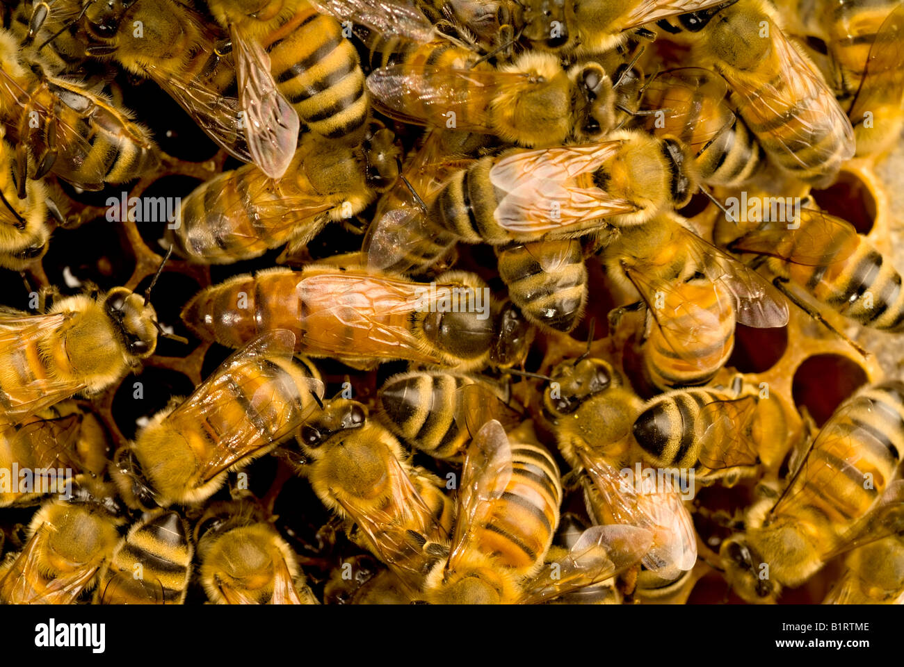 Bees inside a beehive with the queen bee in the middle Stock Photo - Alamy