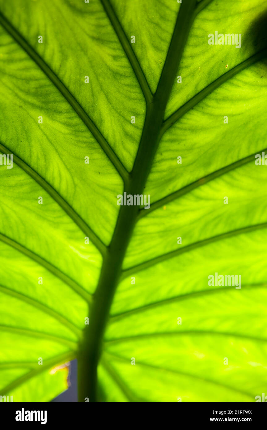 nature, plant, detail, green, background, chlorophyll, ramification ...