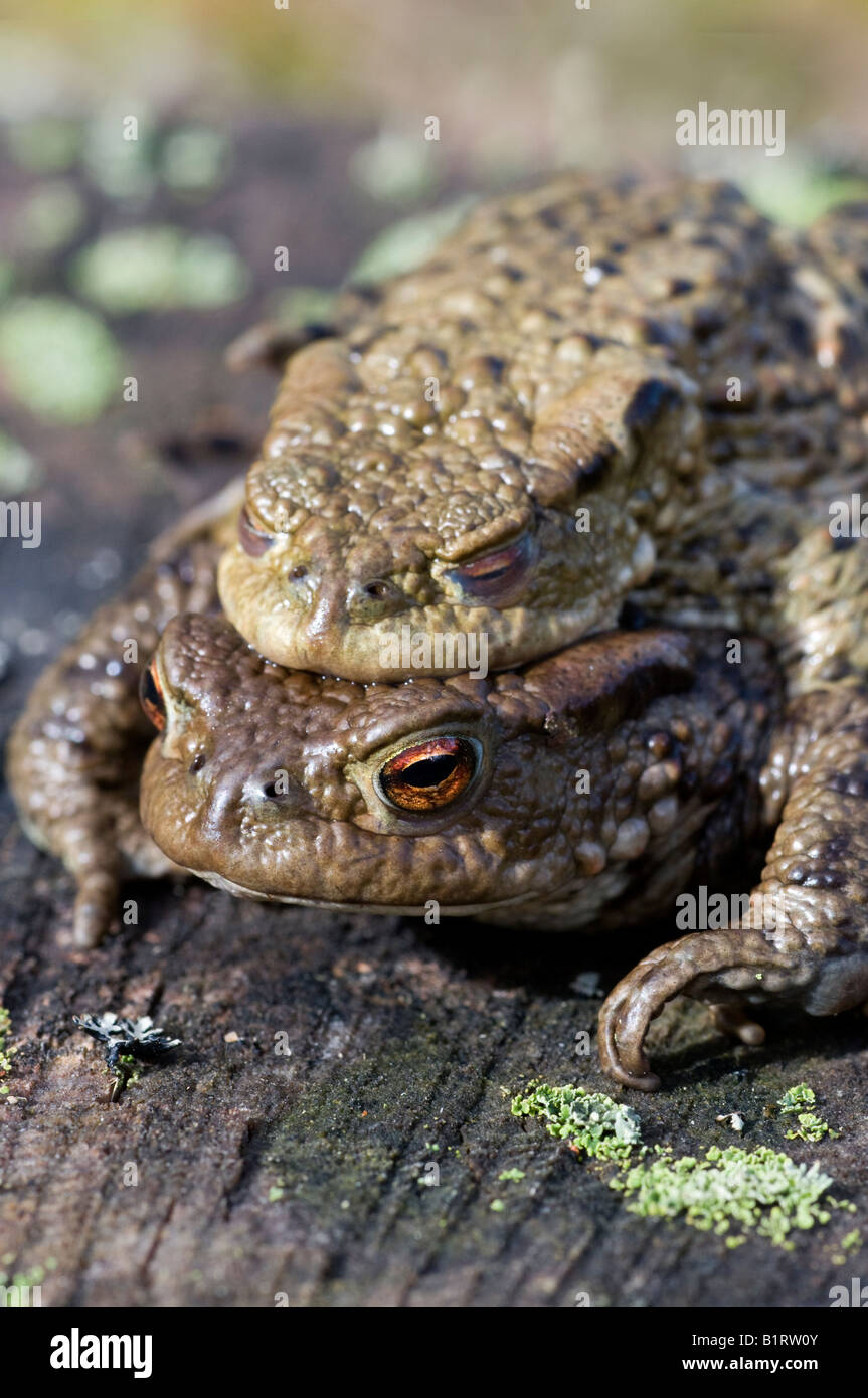 Scottish toads hi-res stock photography and images - Alamy